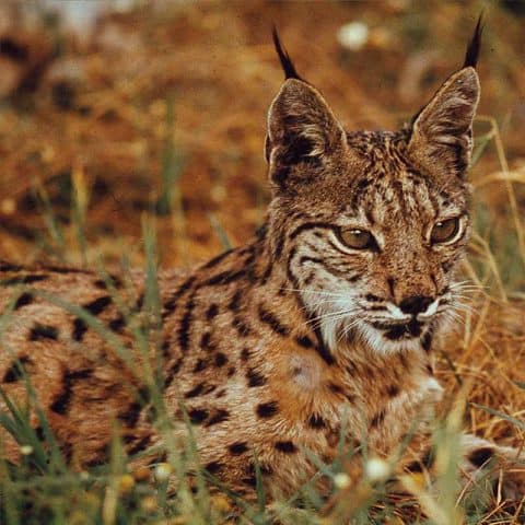 Iberischer Luchs (Pardelluchs) - am Rande des Aussterbens - WWF Österreich
