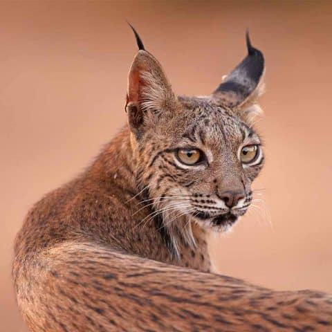Iberischer Luchs (Pardelluchs) - am Rande des Aussterbens - WWF Österreich