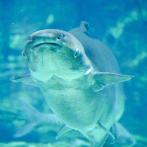 Mekong-Riesenwels - Riesenfisch in der Größe eines Grizzlys - WWF ...