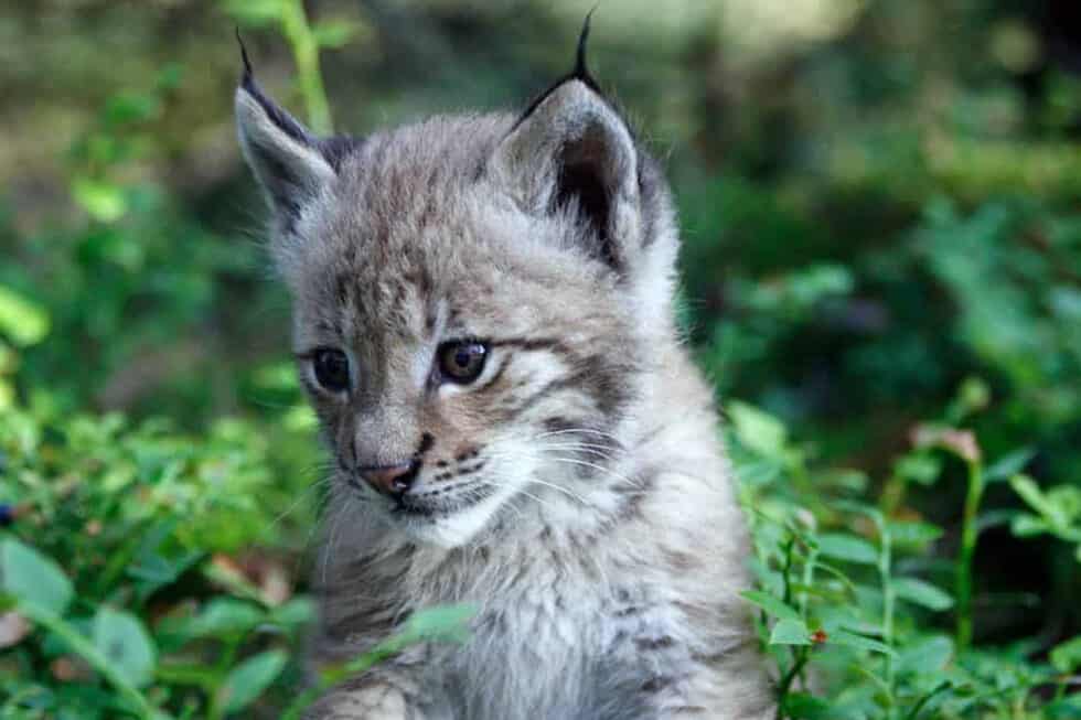 Comeback der scheuen Katze: Der Luchs kehrt zurück - WWF Österreich
