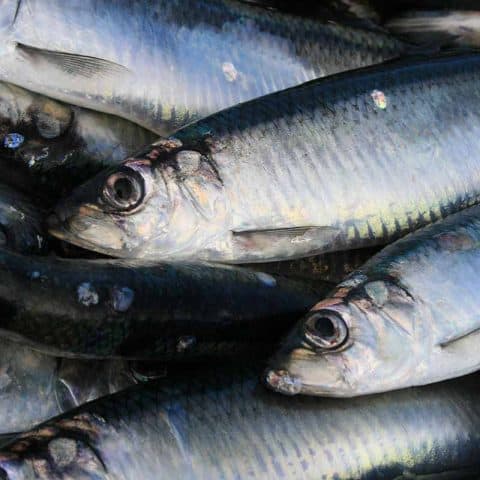 Hering - Silber der Meere - WWF Österreich