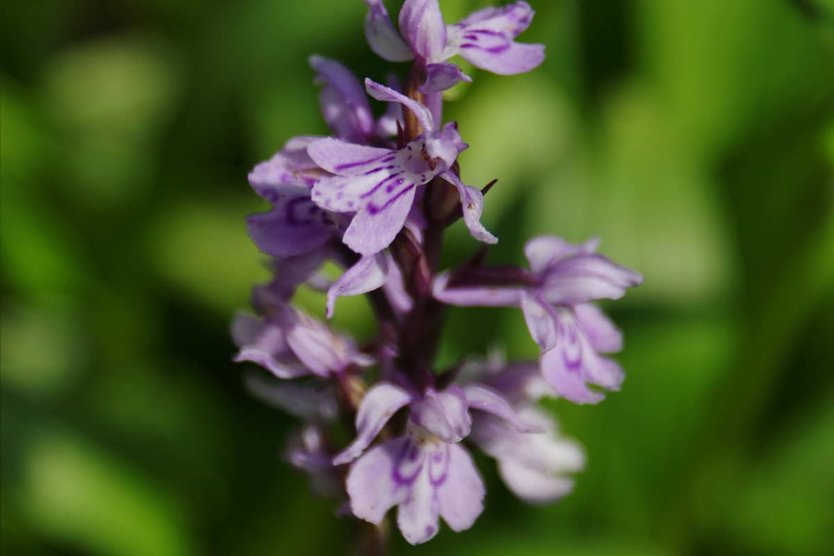 Indische Narde - Balsam für die Seele - WWF Österreich