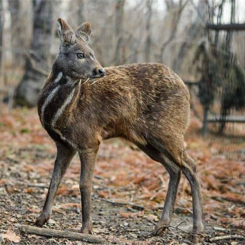 Moschustier - wertvoller als Gold - WWF Österreich