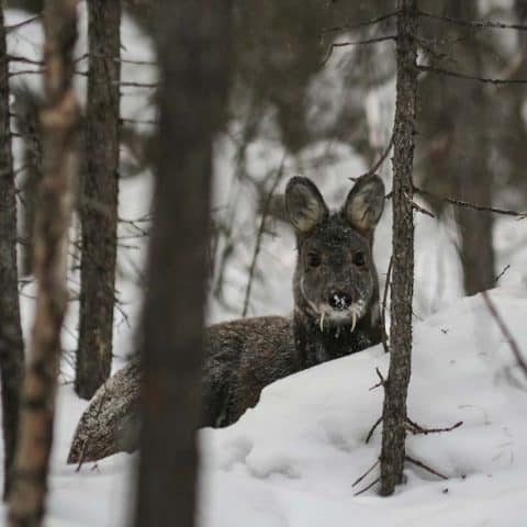 Moschustier - wertvoller als Gold - WWF Österreich