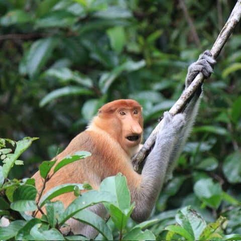 Nasenaffe - die schlanken Affen mit der roten Nase - WWF Österreich