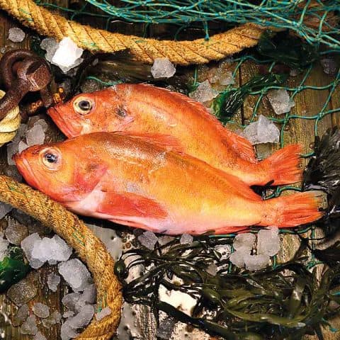 Rotbarsch - im Schwarm ins Schleppnetz - WWF Österreich