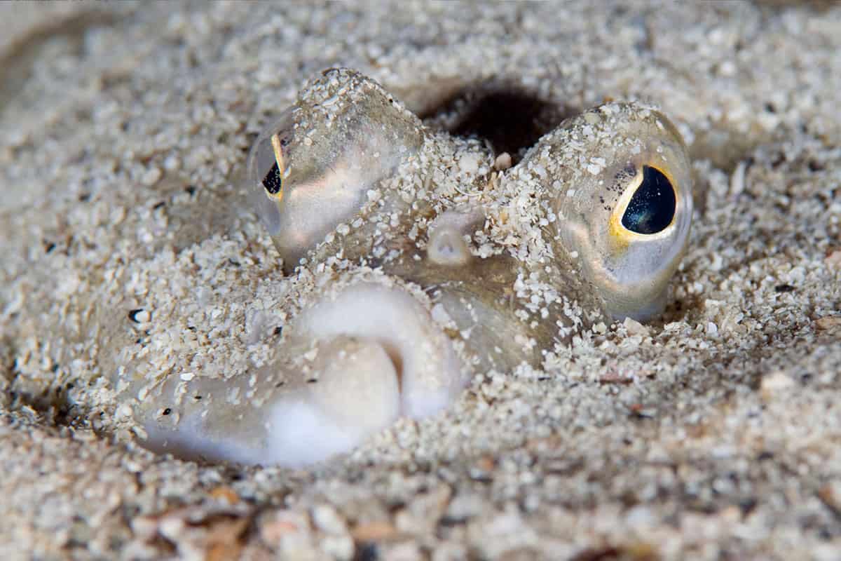 Scholle - bis zum letzten Plattfisch - WWF Österreich
