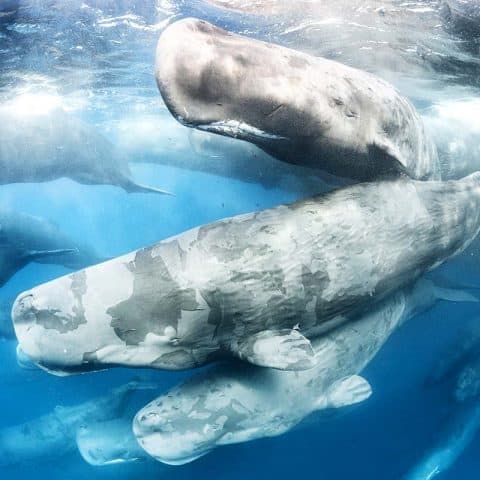 Pottwal - WWF Österreich