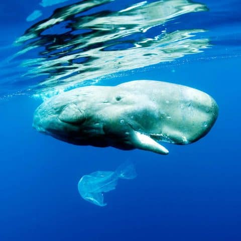 Pottwal - WWF Österreich