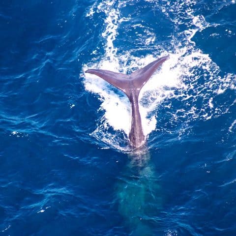 Pottwal - WWF Österreich