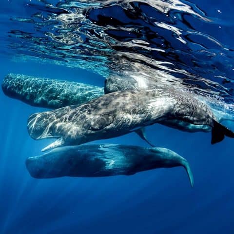 Pottwal - WWF Österreich