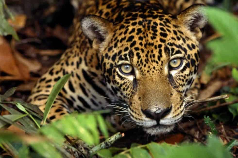 Fotostrecke: Wie der WWF den Jaguar schützt - WWF Österreich