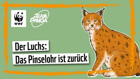 Video: Der Luchs - WWF Österreich