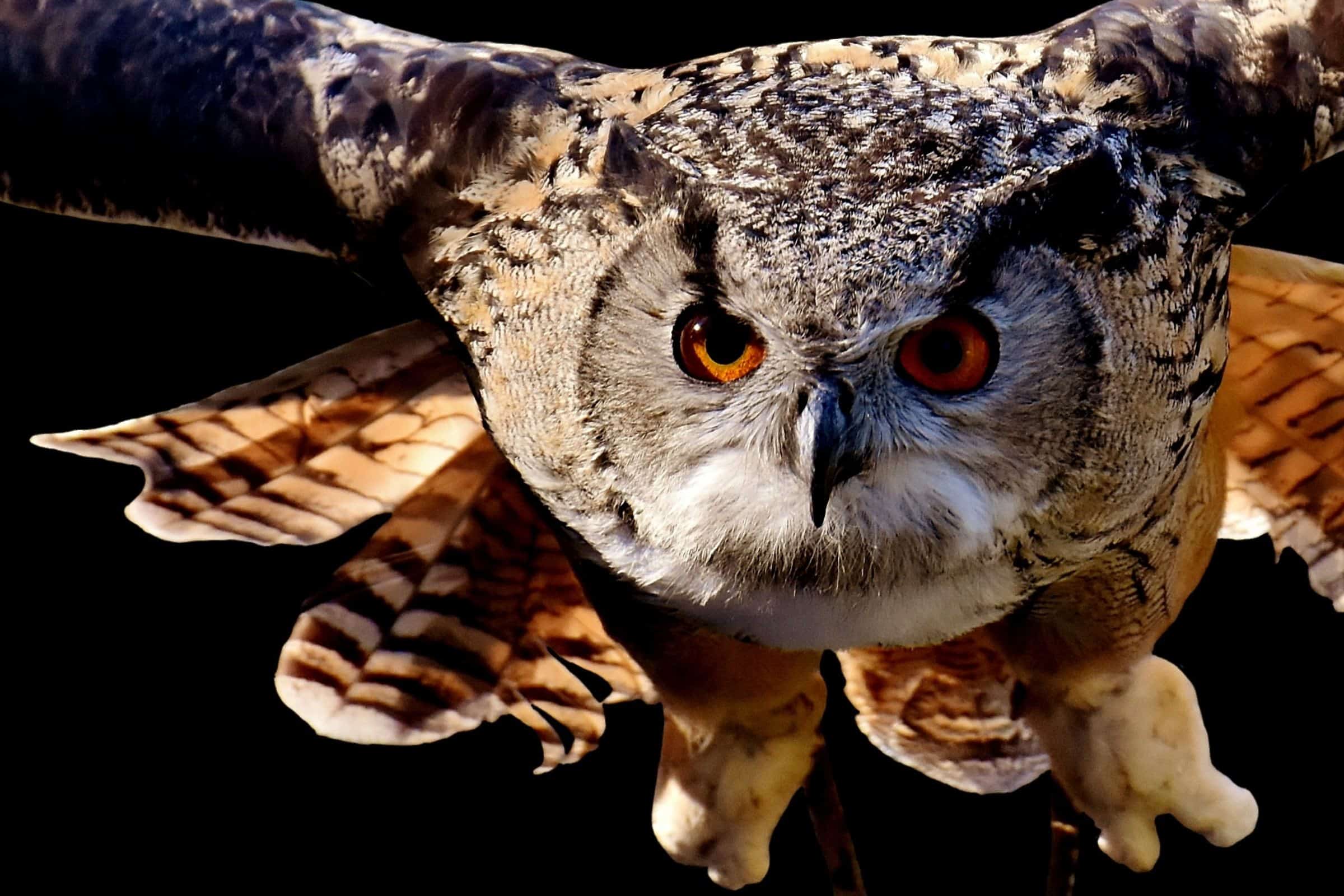 Geheimnisvolle "Nachteulen": Komm mit in ihre Welt! - WWF Österreich