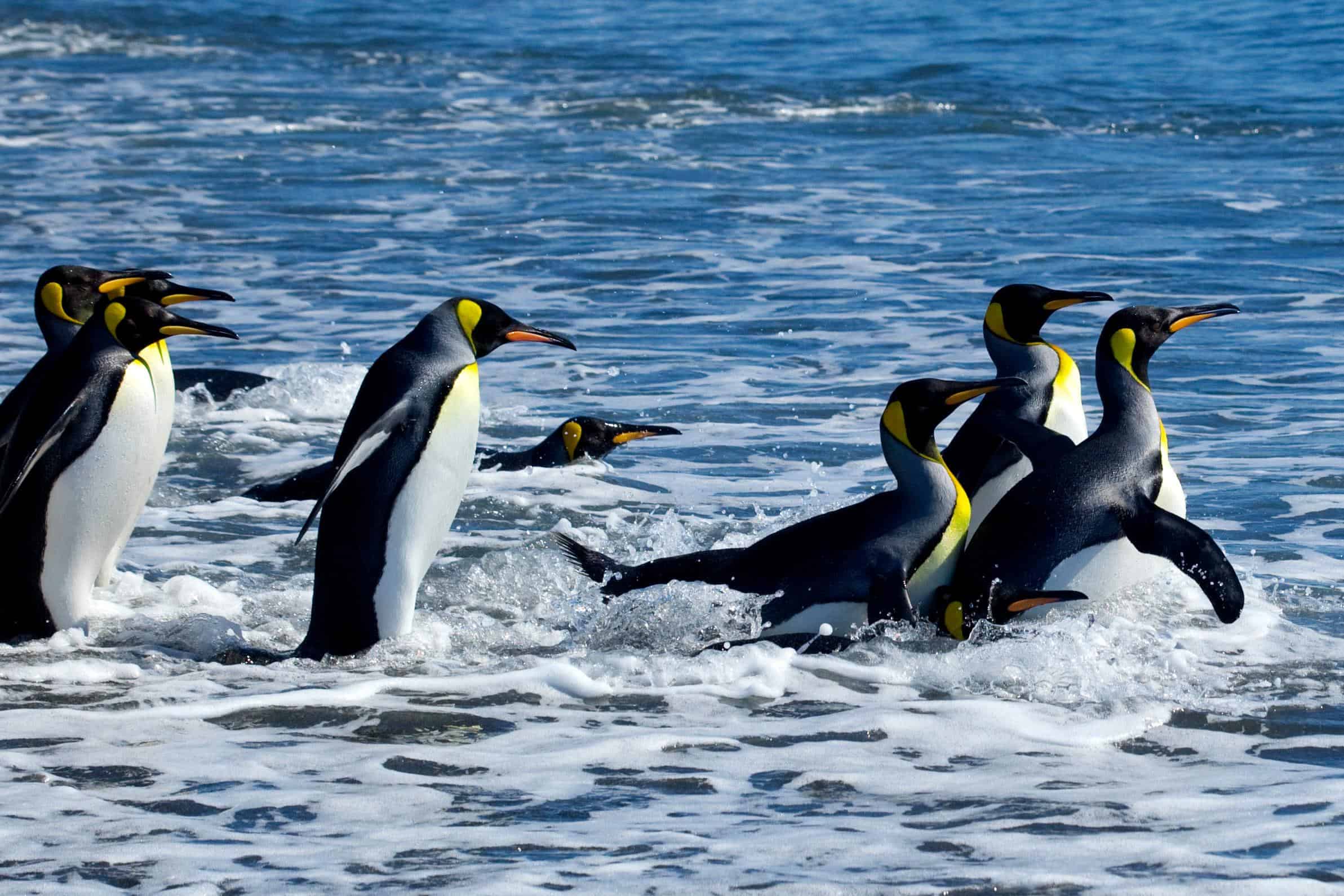 Die Tricks der Pinguine: so trotzen sie der Kälte! - WWF Österreich