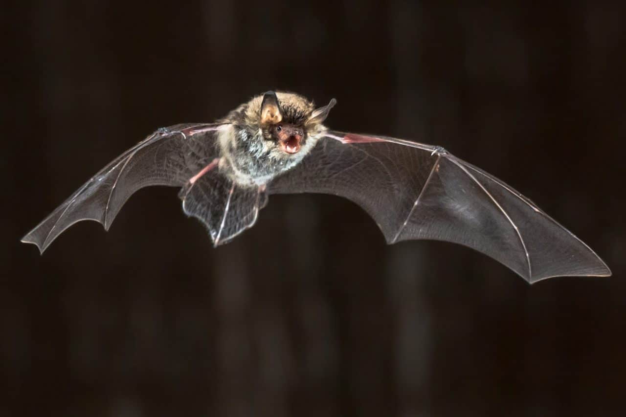 Die Show der Fledermäuse - WWF Österreich