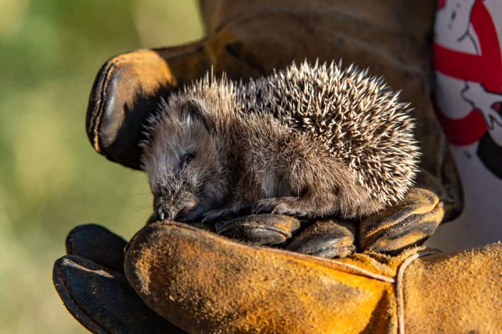 Igeln helfen - So geht's! - WWF Österreich