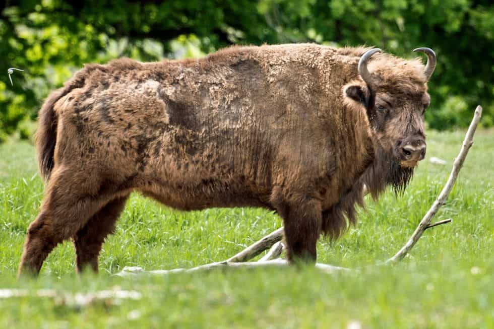 Wilde Wisente: Zurück in ihrer neuen alten Heimat! - WWF Österreich