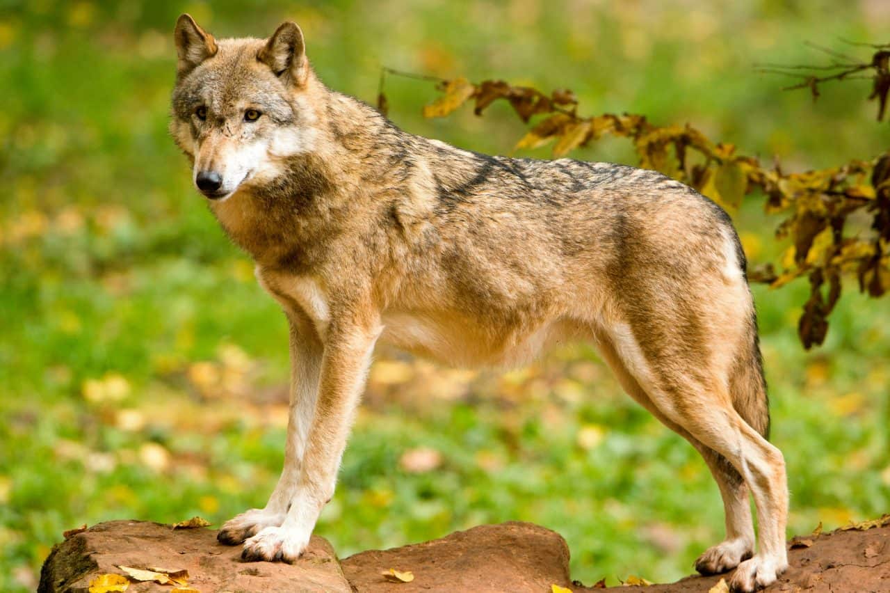 Statusbericht Wolf: 121 Wölfe in Österreich nachgewiesen, weniger Rudel ...