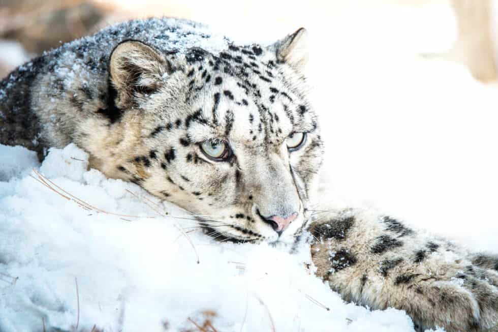 Referat Der Schneeleopard - WWF Österreich
