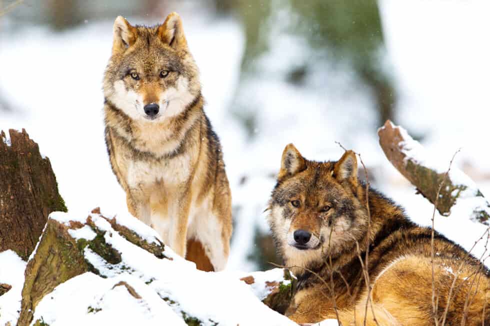 Wolf: In Österreich streng geschützt & dennoch bedroht I WWF