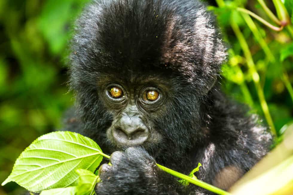 Gorilla: Der größte Menschenaffe der Erde in Gefahr I WWF