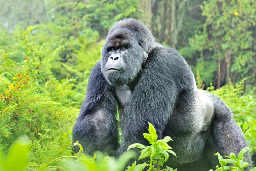 Gorilla: Der größte Menschenaffe der Erde in Gefahr I WWF