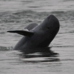 Irawadi Delfin - WWF Österreich