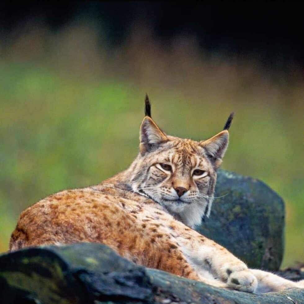 Der Luchs - der Wälder unsichtbarer Jäger - WWF Österreich