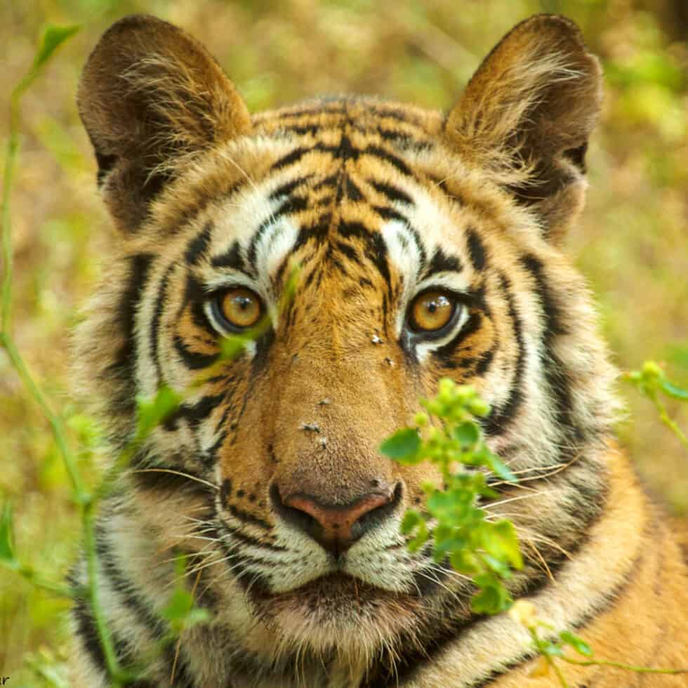 Der Tiger - Die Rückkehr des Königs? - WWF Österreich