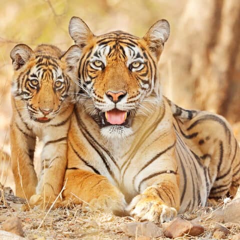 Der Tiger - Die Rückkehr des Königs? - WWF Österreich