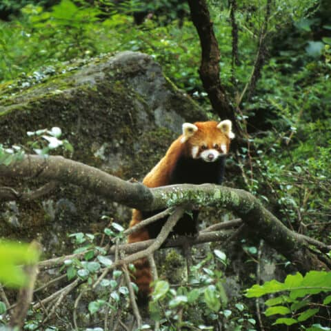 Der Rote Panda - der einzige seiner Art - WWF Österreich