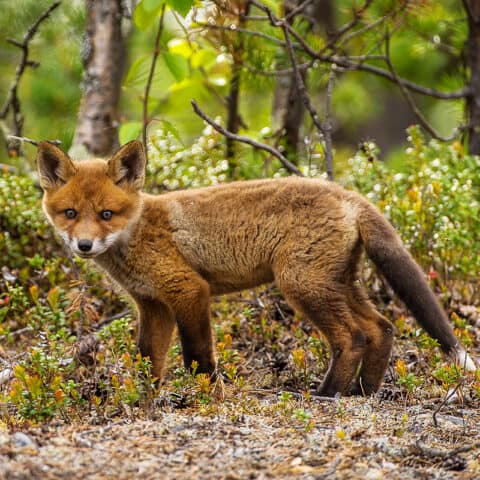 Fuchs - WWF Österreich