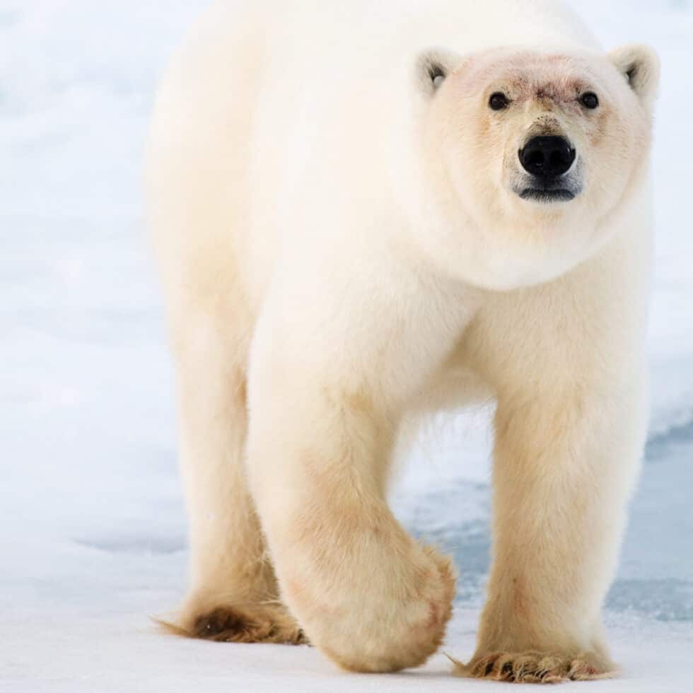 Referat Der Eisbär - WWF Österreich