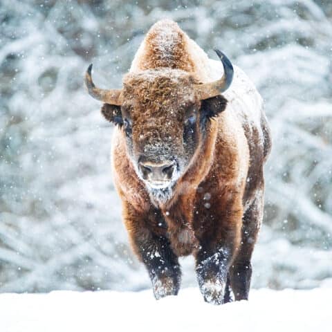 Der Wisent – Europas letzter Riese - WWF Österreich