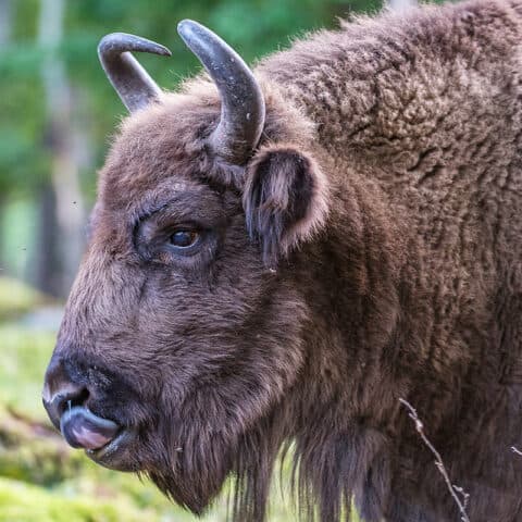 Der Wisent – Europas letzter Riese - WWF Österreich