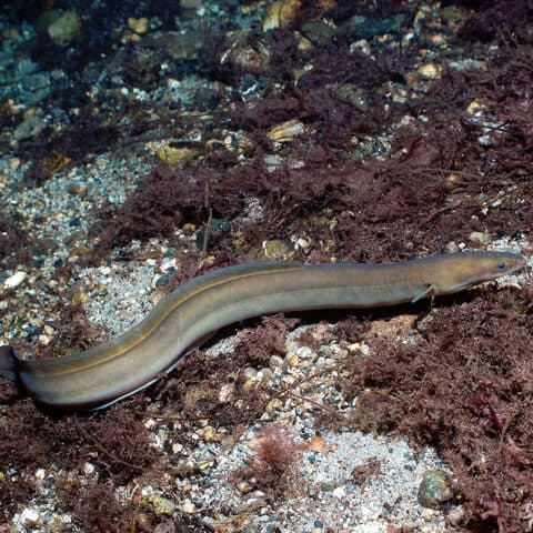 Der europäische Flussaal – Verwandlungskünstler des Wassers - WWF ...