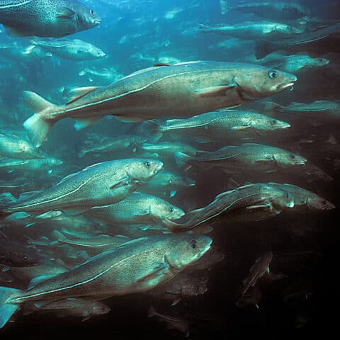 Der Dorsch – bald nicht mehr am Teller? - WWF Österreich