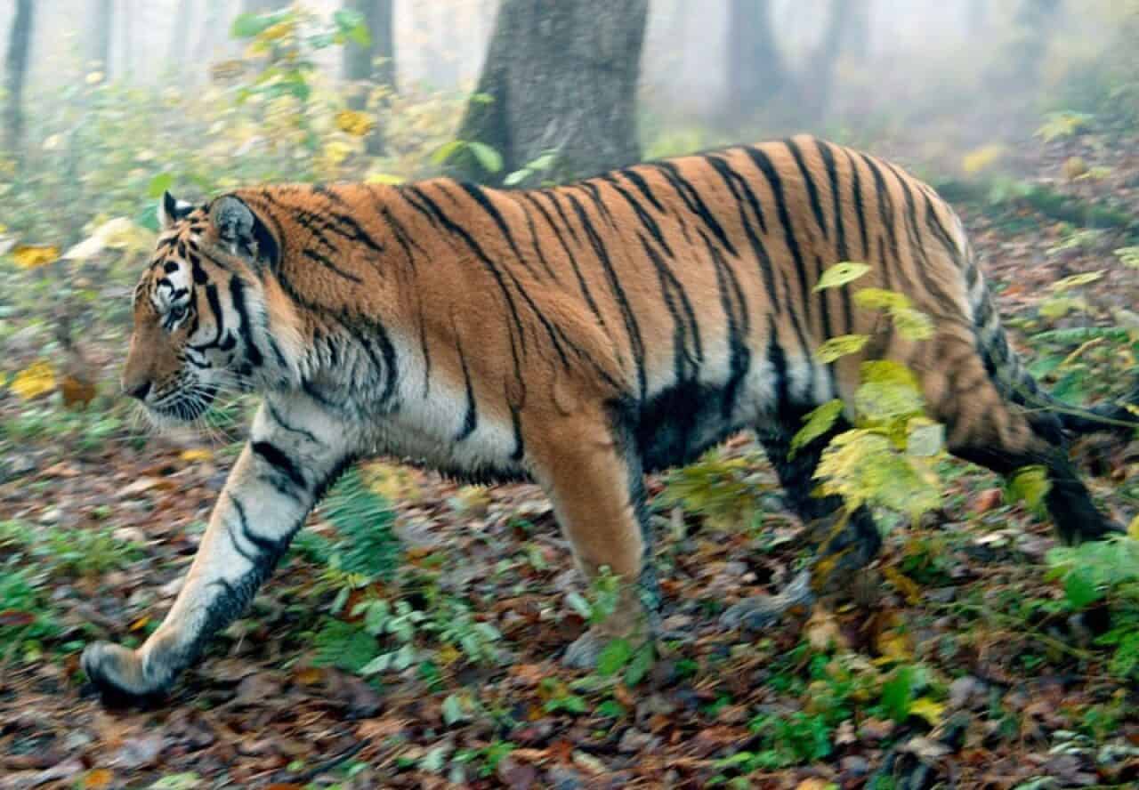 Verbreitungsgebiet der Tiger: Informationen und Übersichtskarte - WWF ...