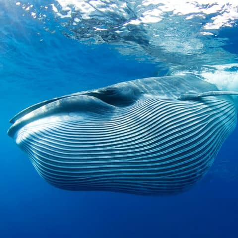 Der Brydewal – Pflug der Meere - WWF Österreich