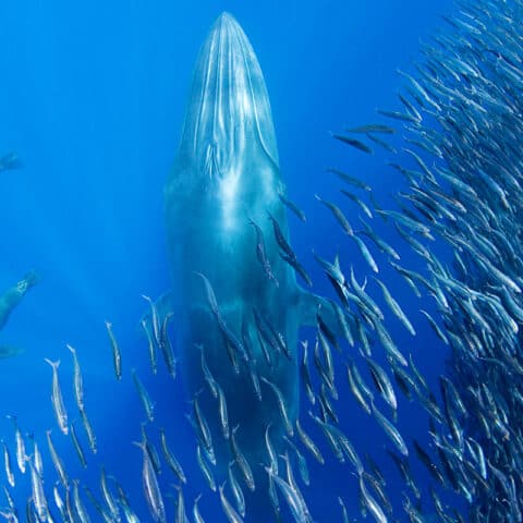 Der Brydewal – Pflug der Meere - WWF Österreich