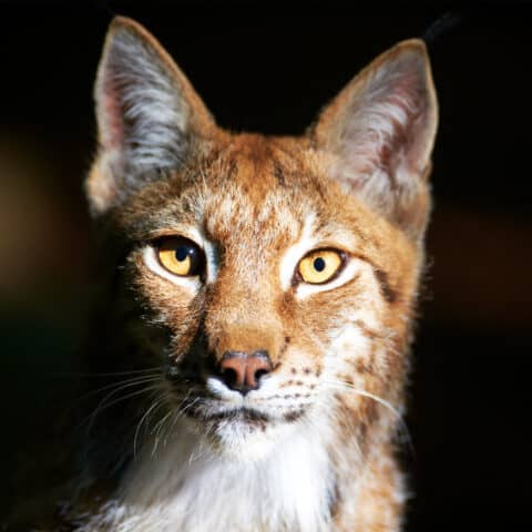 Der Luchs - der Wälder unsichtbarer Jäger - WWF Österreich