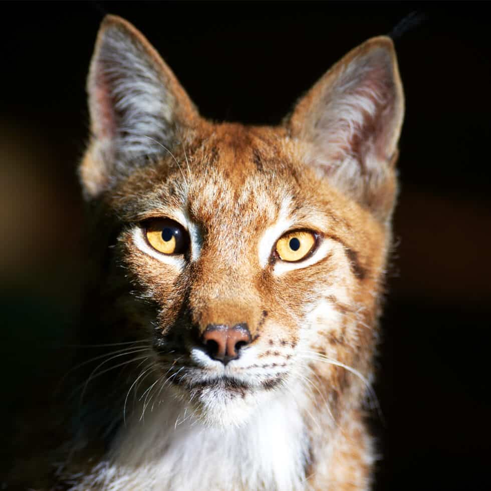 Der Luchs - der Wälder unsichtbarer Jäger - WWF Österreich