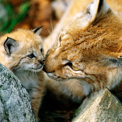 Der Luchs - der Wälder unsichtbarer Jäger - WWF Österreich