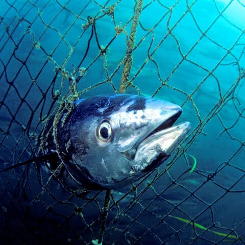 Der Thunfisch – die schwindende Goldmine - WWF Österreich
