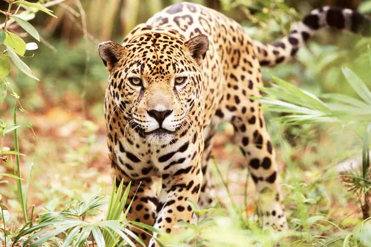 Bunt und vielfältig: Welche Arten gibt es im Amazonas-Regenwald? - WWF ...