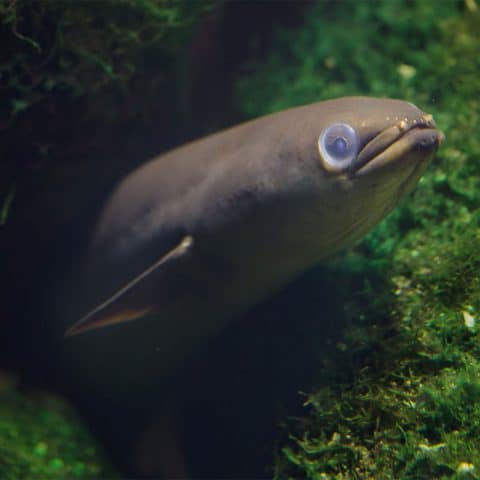 Der europäische Flussaal – Verwandlungskünstler des Wassers - WWF ...