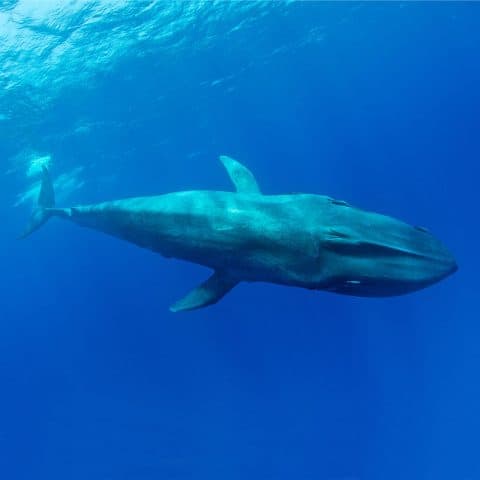 Der Blauwal – Superlativ der Meere - WWF Österreich