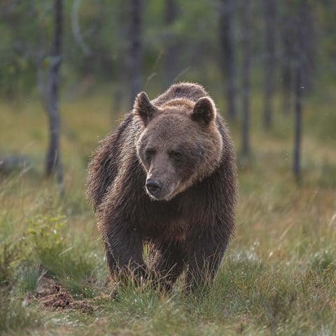 Der Braunbär - die vergessene Größe - WWF Österreich