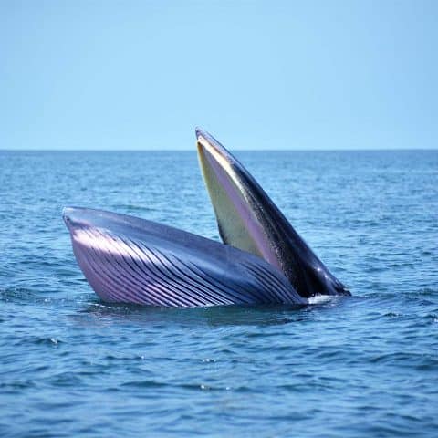 Der Brydewal – Pflug der Meere - WWF Österreich